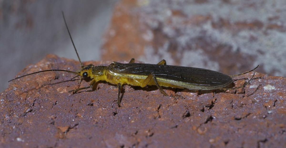 Stoneflies Swarm the Office: #TheGoodPestManager | CEPA